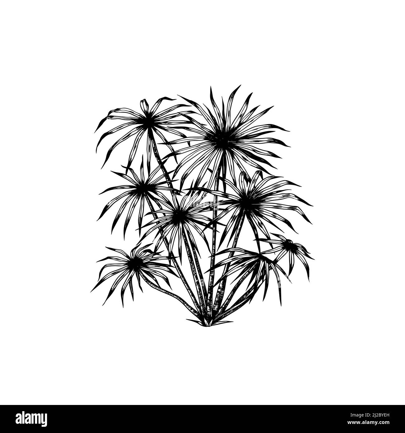 Phoenix or Date palm. Tropical trees exotic plants. Eastern landscape ...