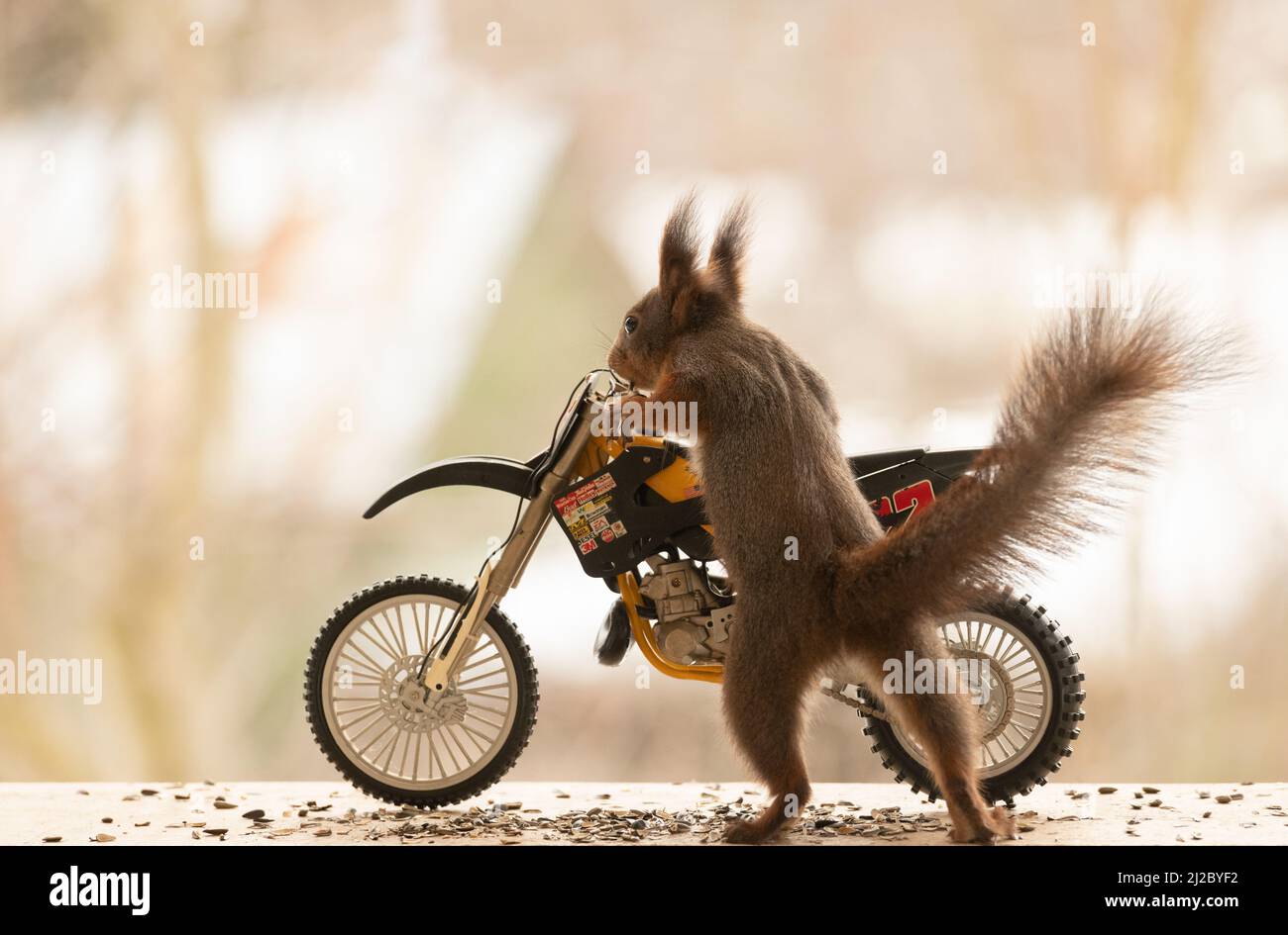 Fast squirrel hi-res stock photography and images - Alamy