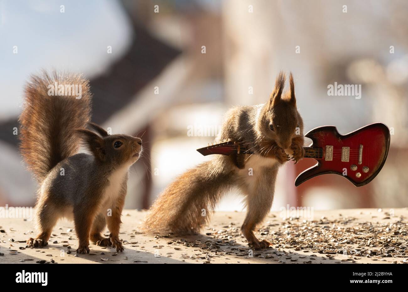 red squirrel is holding an guitar standing on podium Stock Photo - Alamy