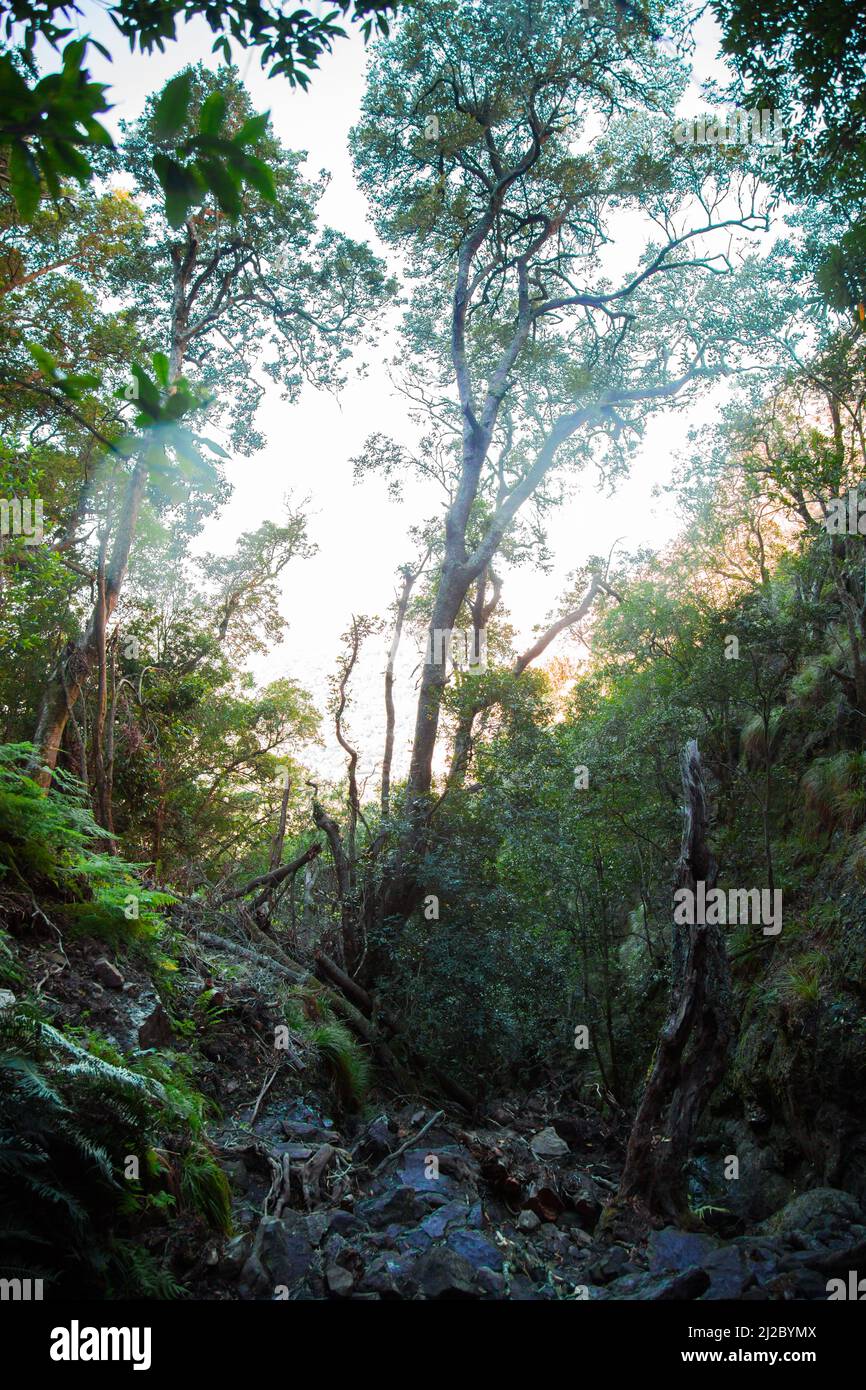 A vertical shot of the green Constantia Forest in Cape Town, South ...
