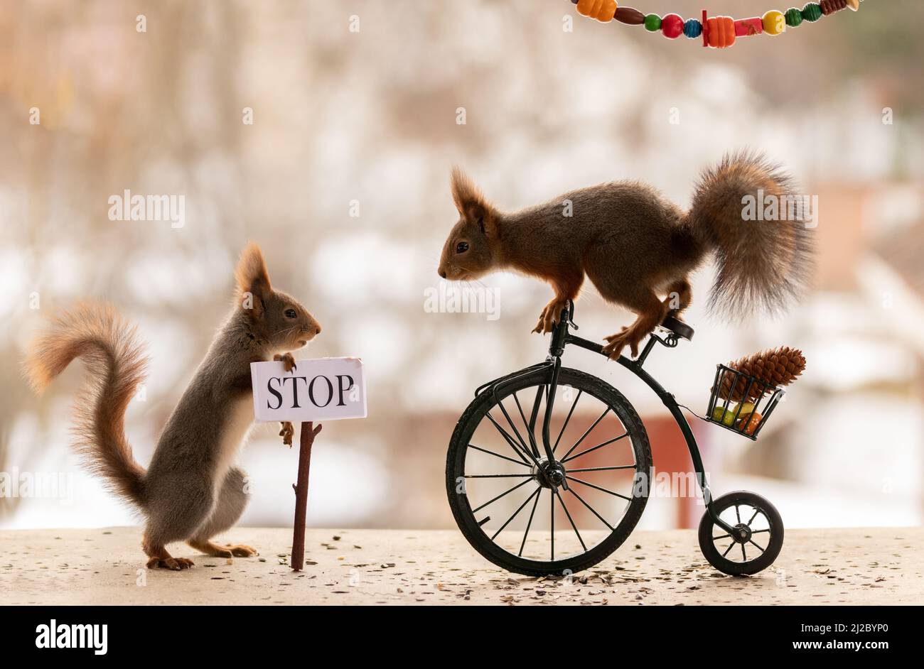 High wheeler cycle hi-res stock photography and images - Alamy