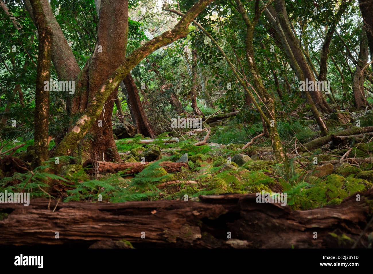 A beautiful shot of Constantia Forest in Cape Town, South Africa Stock ...