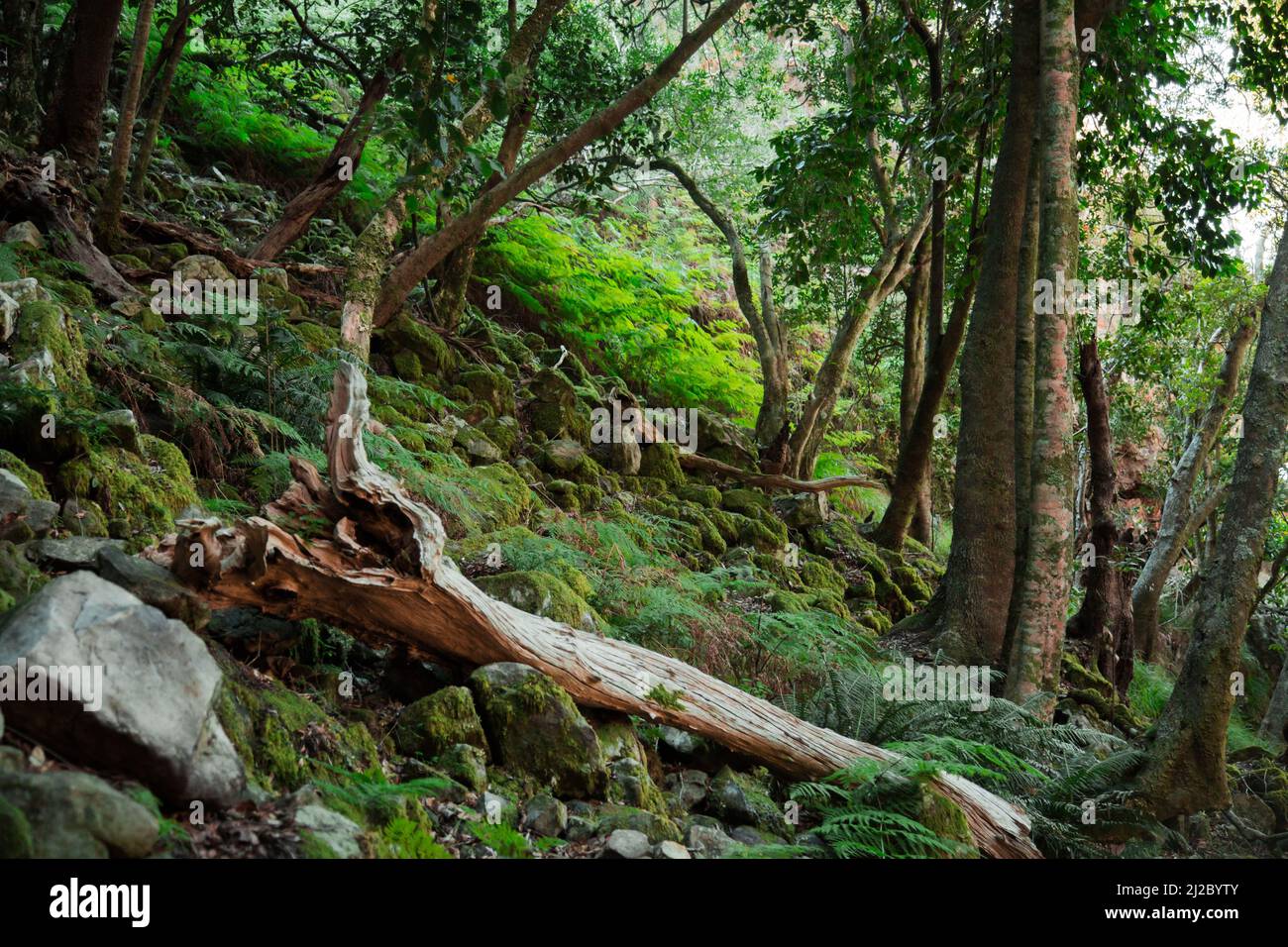 The bright green Constantia Forest in Cape Town, South Africa Stock ...