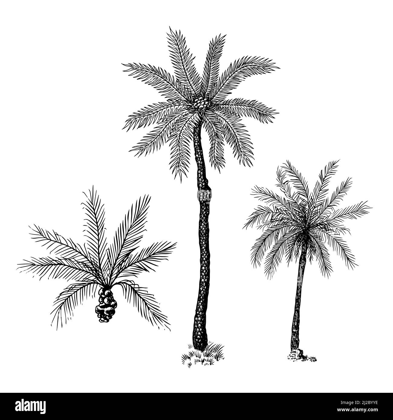 Coconut palm. Tropical trees exotic plants. Phoenix or Date varieties ...
