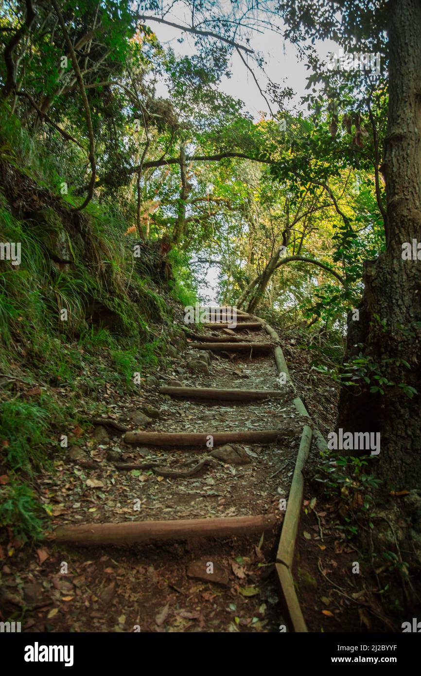 A vertical shot of a walking trail in the green Constantia Forest in ...