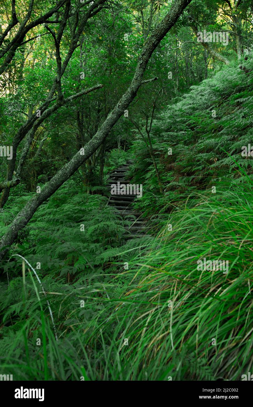 A vertical shot of the green Constantia Forest in Cape Town, South ...