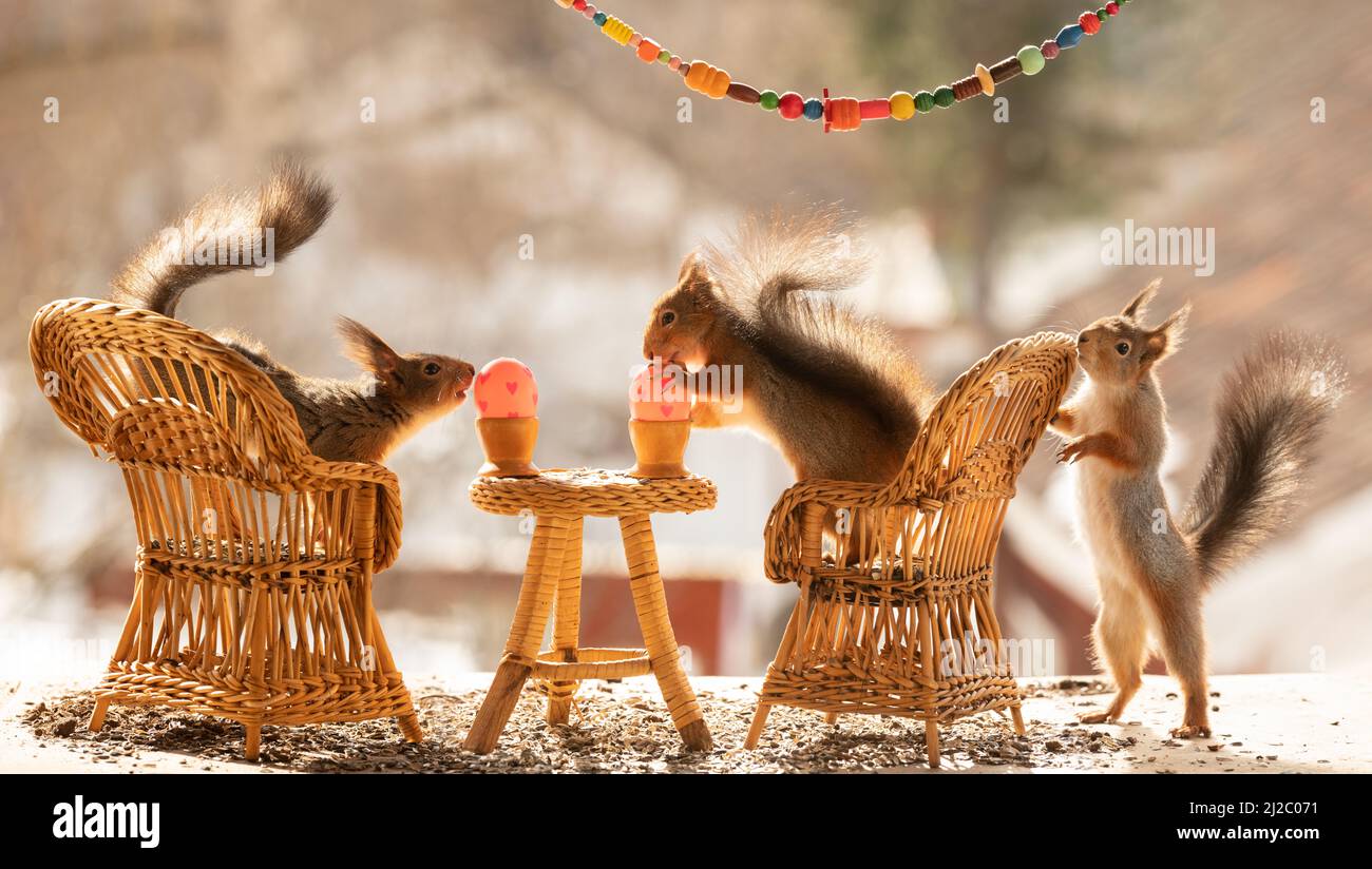 red squirrels on chairs and table with a egg Stock Photo - Alamy