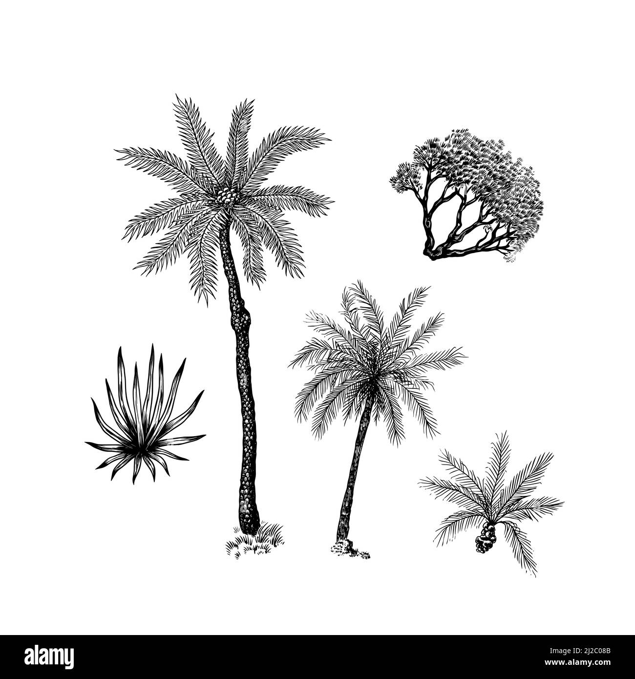 Coconut palm. Tropical trees exotic plants. Phoenix or Date varieties ...