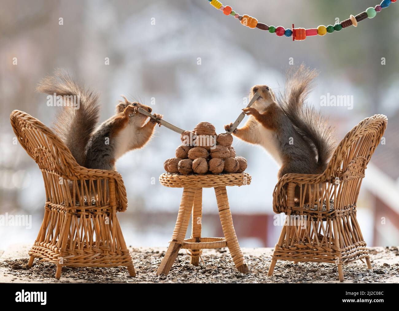 red squirrels on chairs and table with walnuts Stock Photo - Alamy