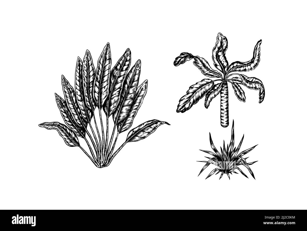 Tropical trees exotic plants. Banana and palm, agave and succulent ...