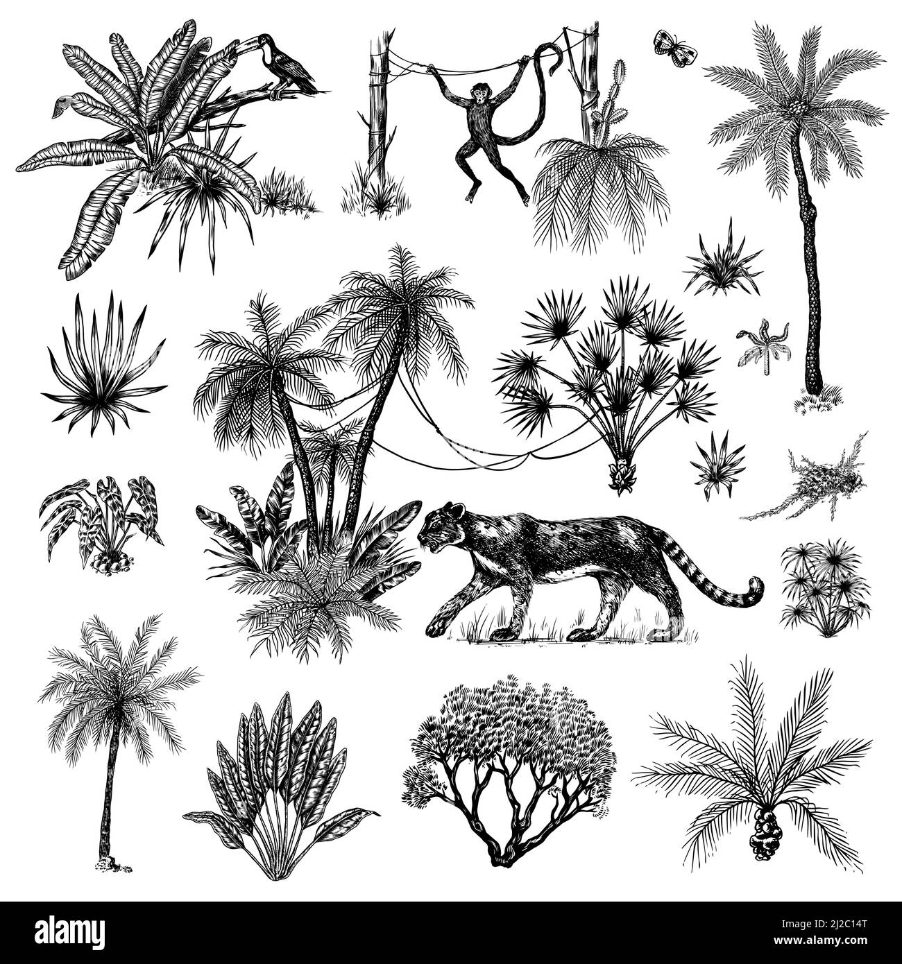 Wild tiger and exotic plants. Toucan bird and monkey. Banana and agave ...