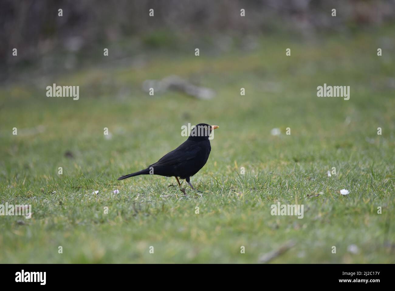 Bird profile head hi-res stock photography and images - Alamy