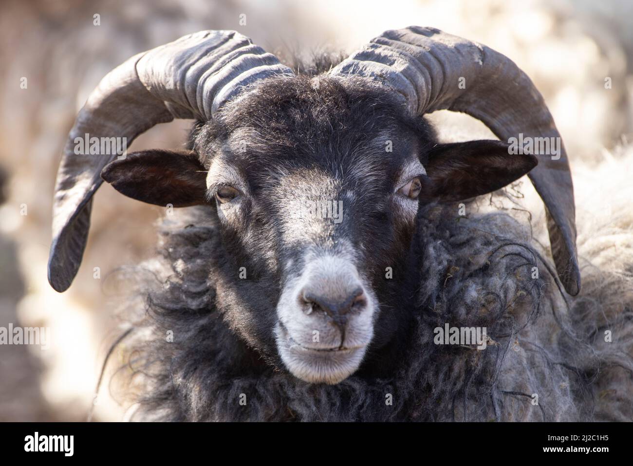 Big horned sheep in hi-res stock photography and images - Alamy