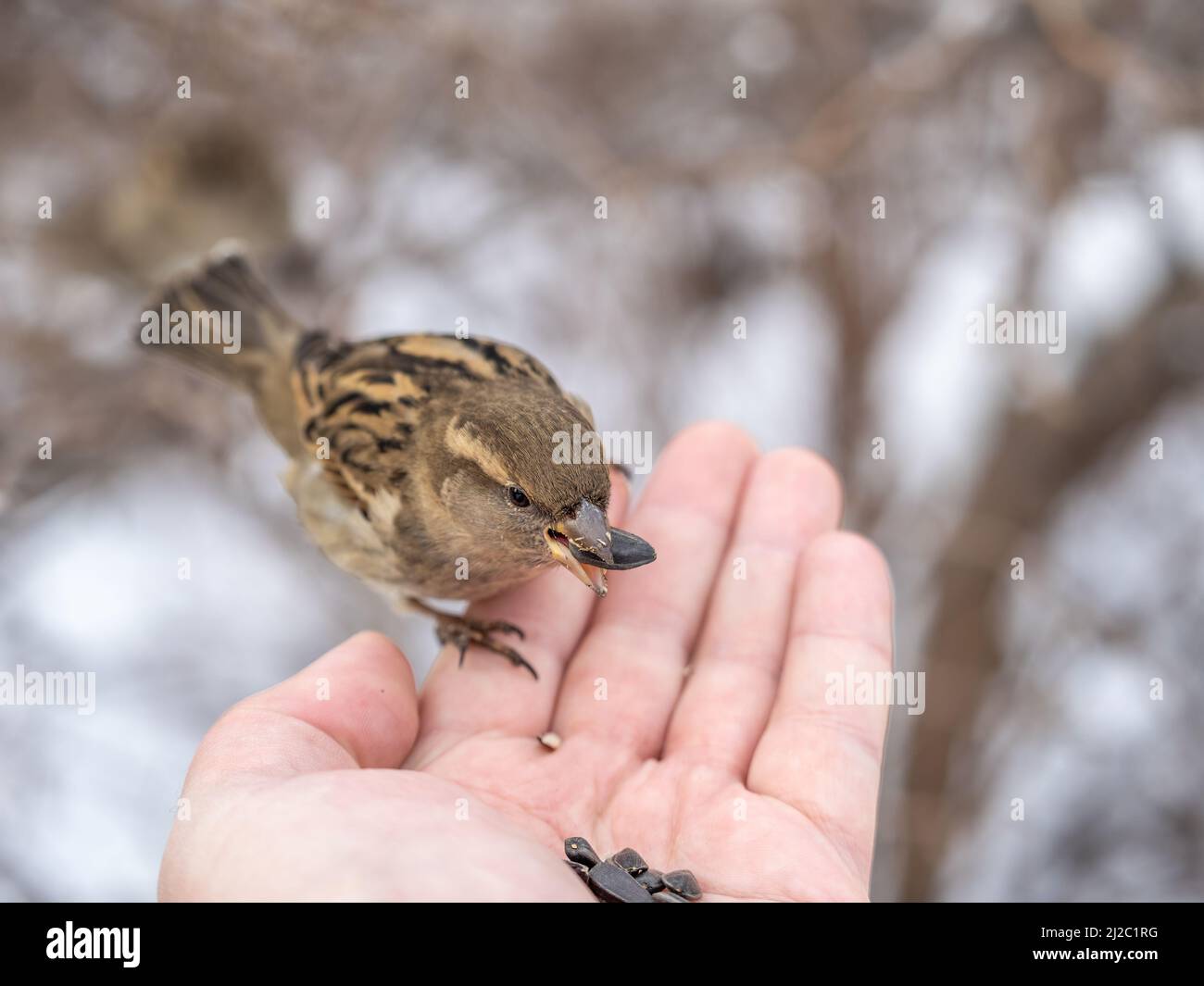 Sparrow eats seeds from a man's hand. A Sparrow bird sitting on the ...