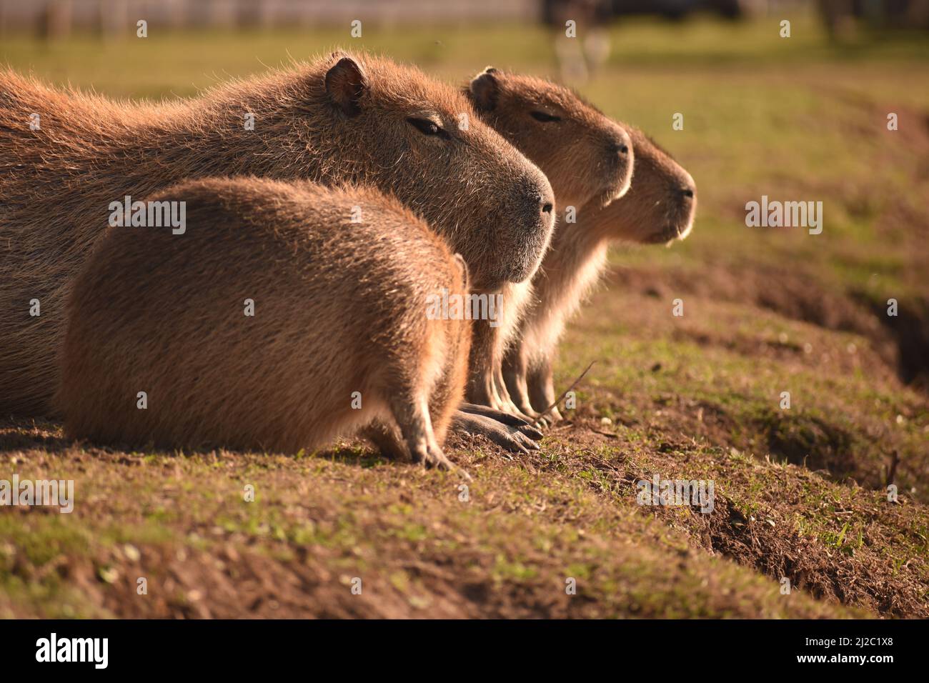 A family of capybaras resting in a sunny field Stock Photo - Alamy