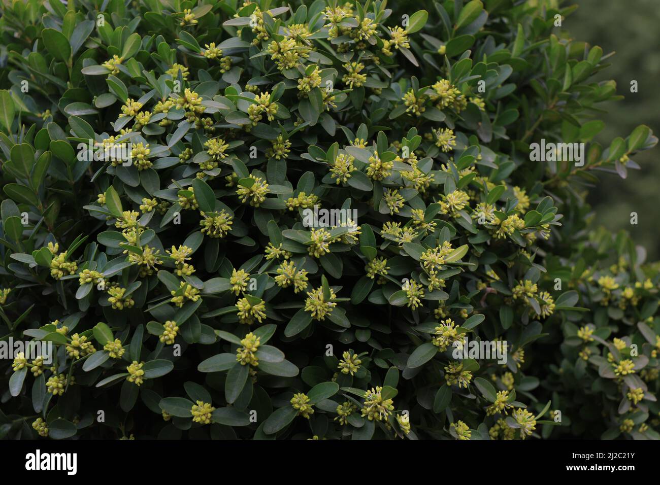 Buxus flowers hi-res stock photography and images - Alamy