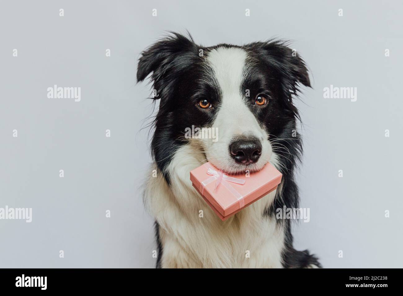 Border collie puppy box hi-res stock photography and images - Alamy