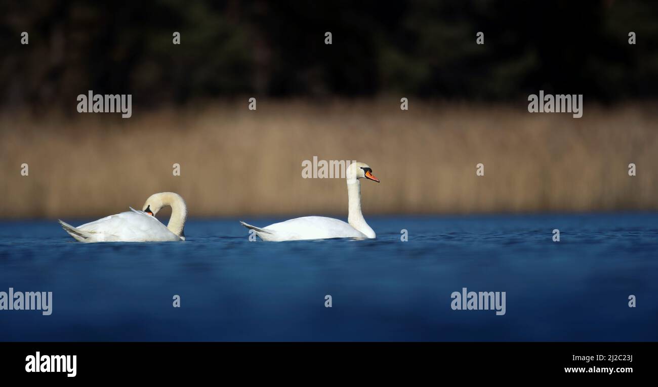 Two swans are floating on the water looking for food, the best photo ...