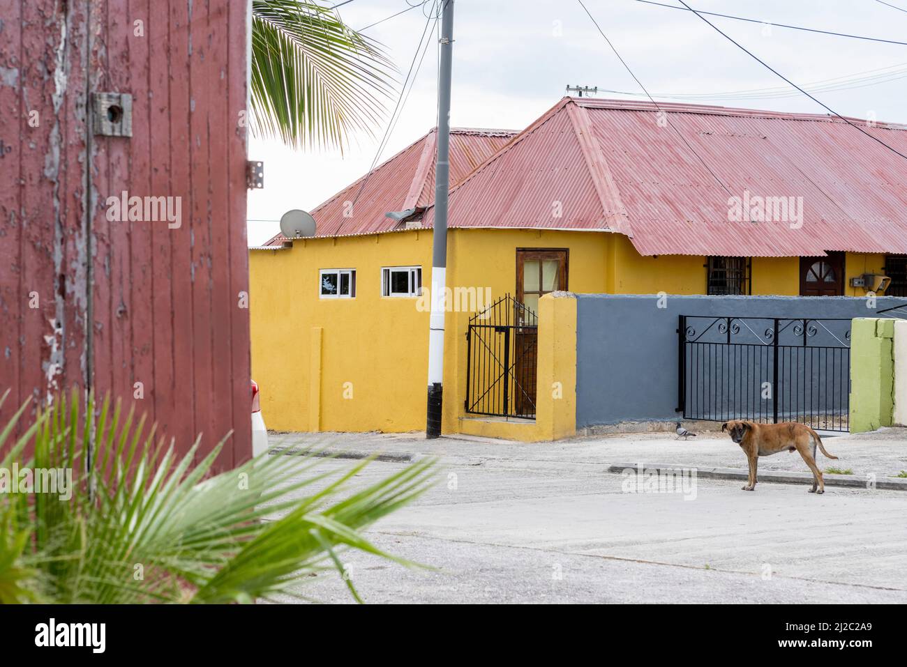 Dog in the suburbs of Willemstad, Curacao Stock Photo - Alamy