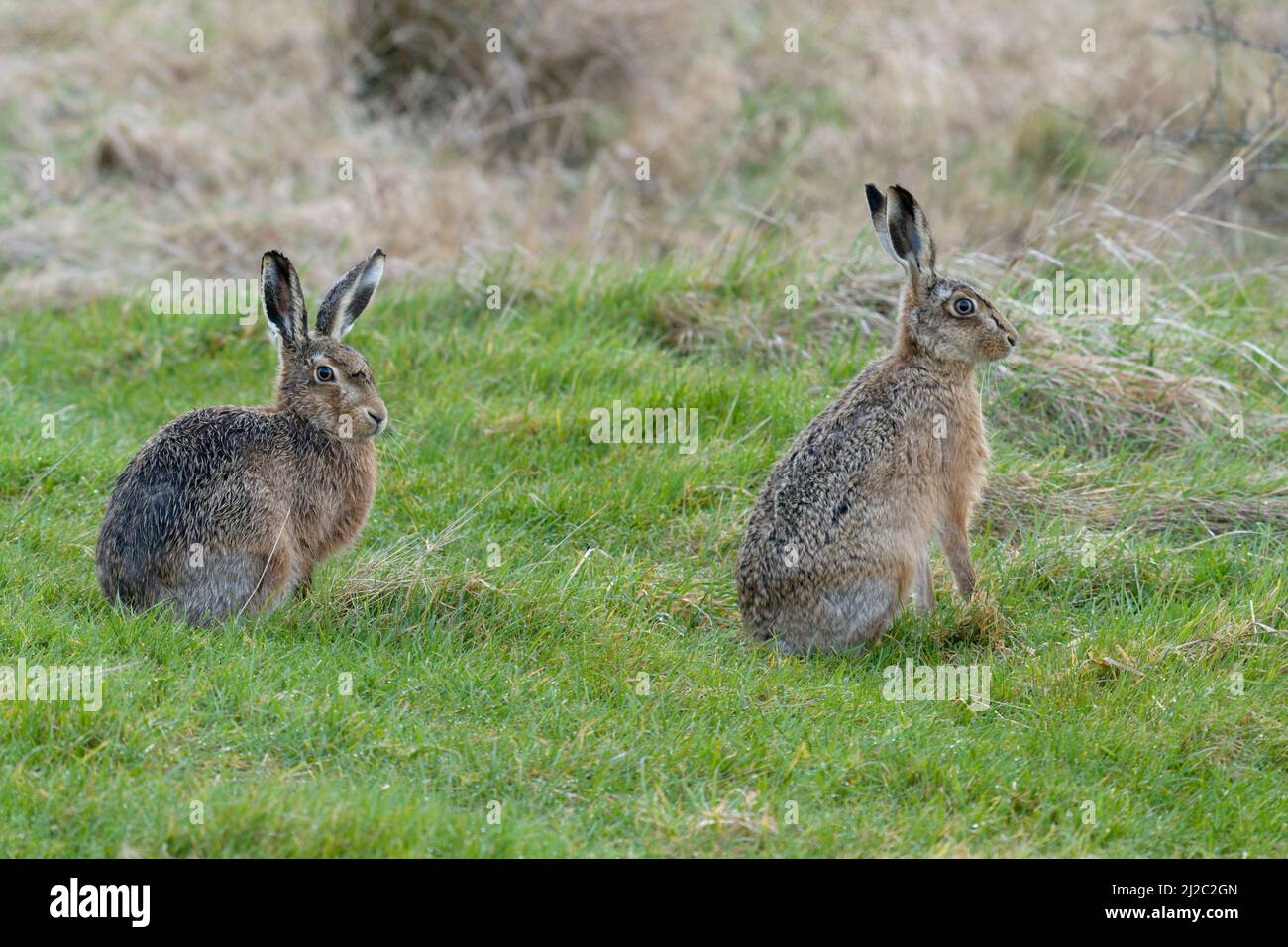 March hares uk hi-res stock photography and images - Alamy