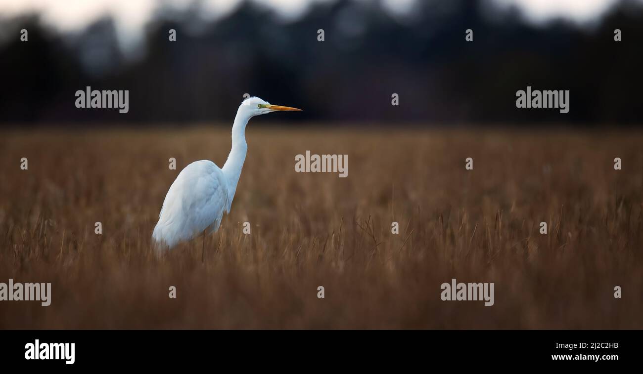 Rare great white egret ardea hi-res stock photography and images - Alamy