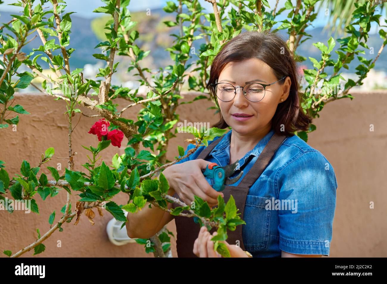 Woman in garden with pruner caring for plant with flowering hibiscus ...