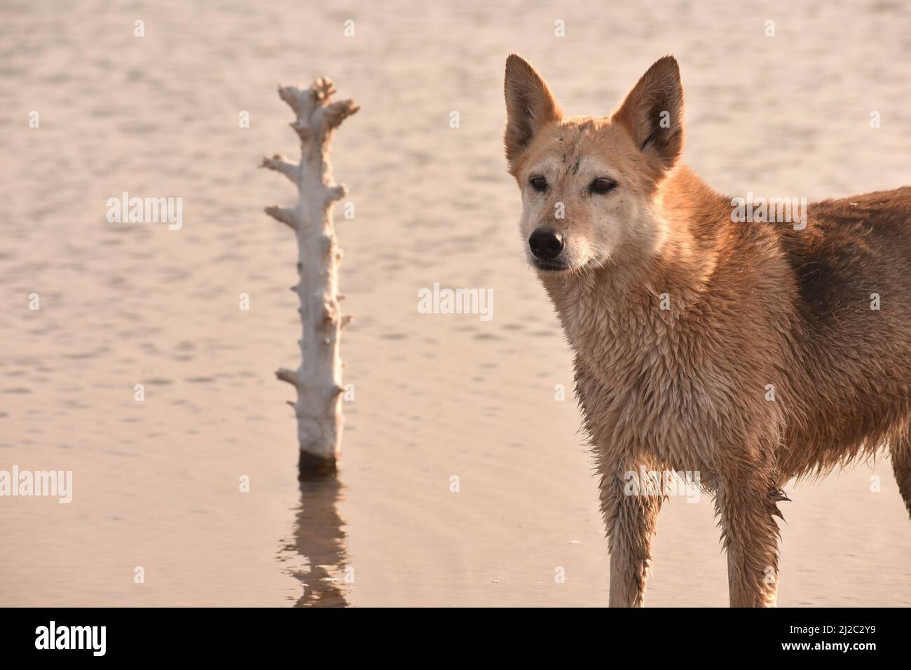 A cute brown dingo dog walking by the lake at sunset Stock Photo - Alamy
