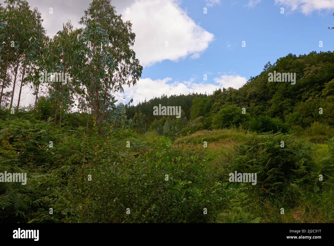 A forest with thick vegetation under a sky with white clouds Stock ...