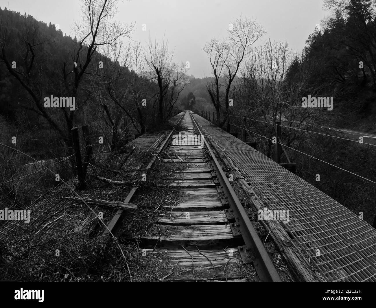 A grayscale view of rail tracks in the middle of the forest Stock Photo ...
