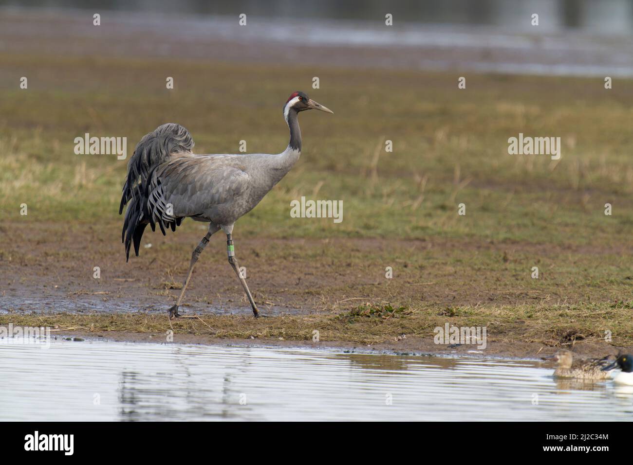 Common or European crane, Grus grus, Single bird by water ...