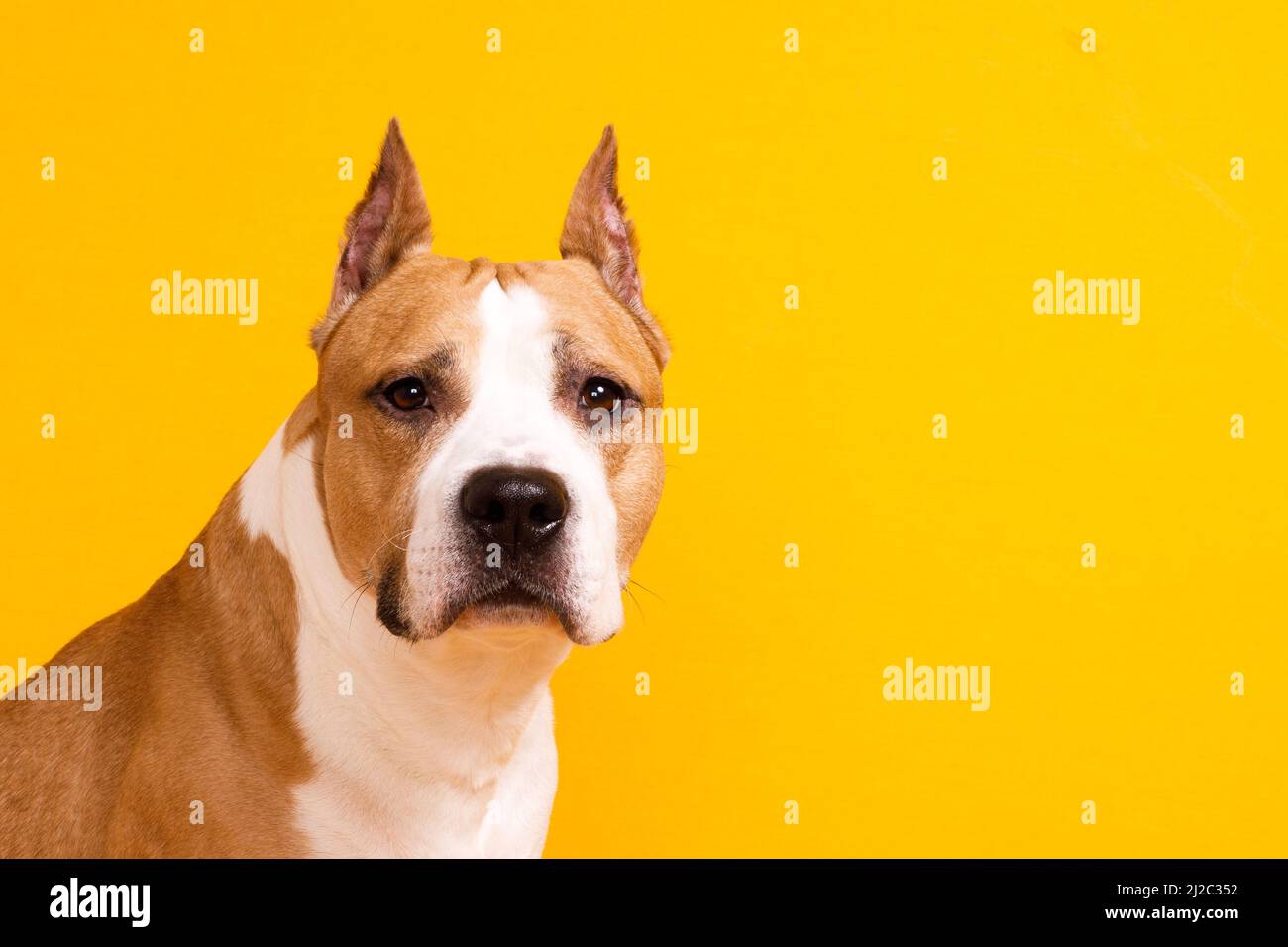 dog breed American Staffordshire Terrier looks on a yellow background ...