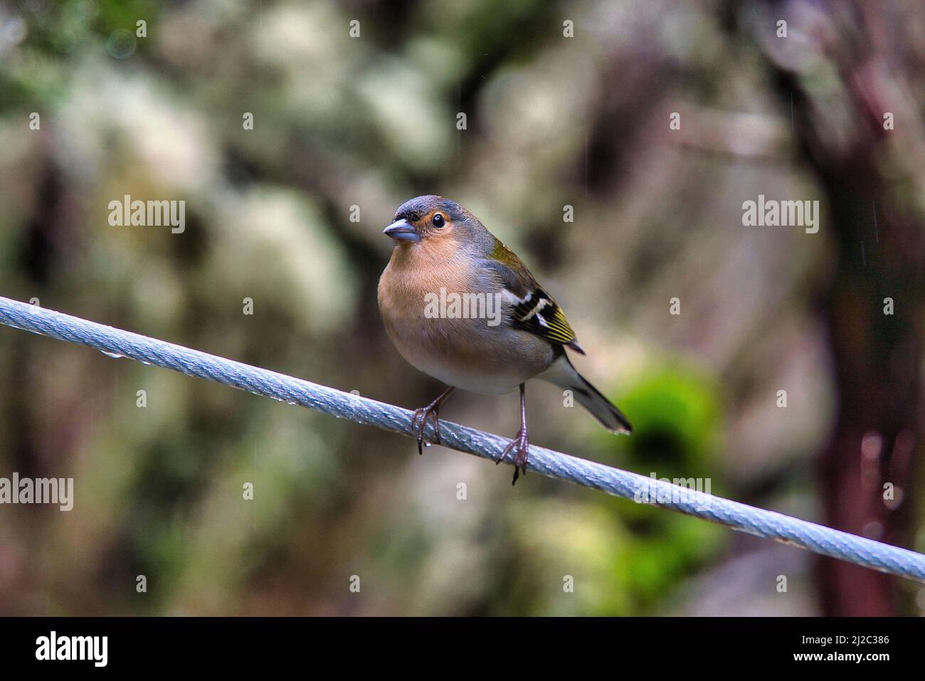A Chaffinch on Levada Rabacal, Madeira, Portugal Stock Photo - Alamy