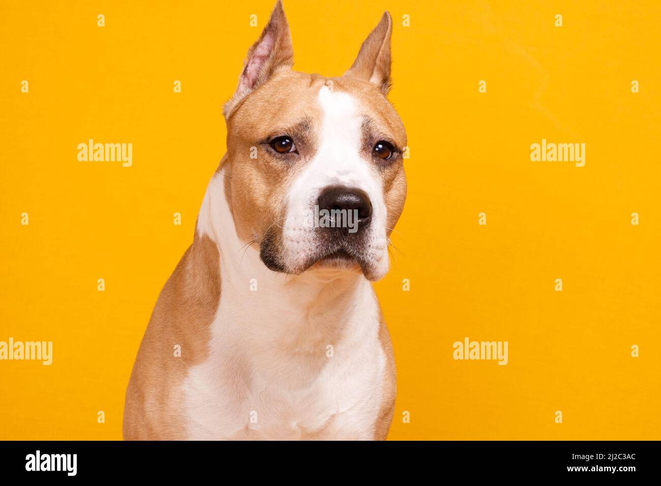 dog breed American Staffordshire Terrier looks on a yellow background ...