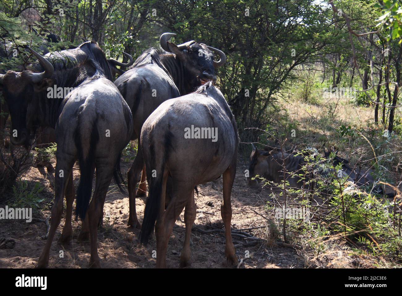 The black Wildebeest in the woodlands of South Africa Stock Photo - Alamy