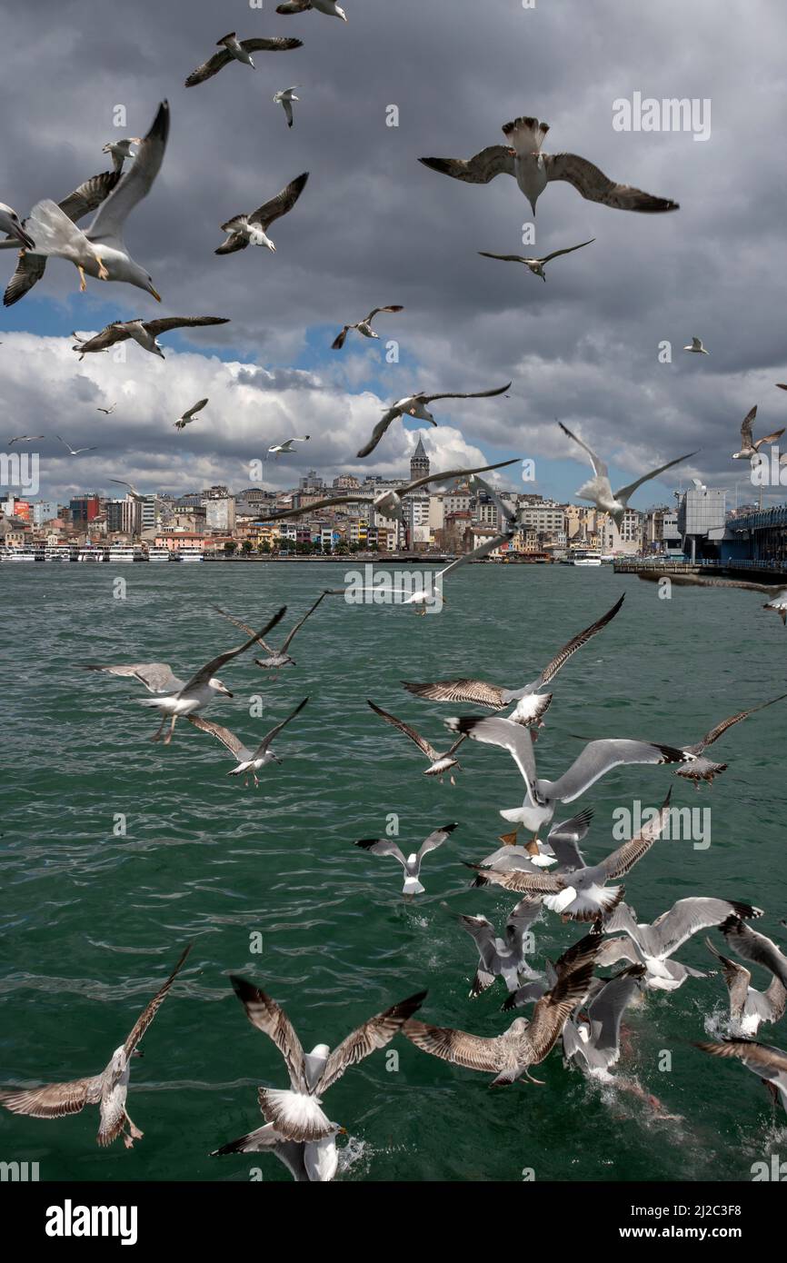 Seagulls of Istanbul, Turkey Stock Photo - Alamy