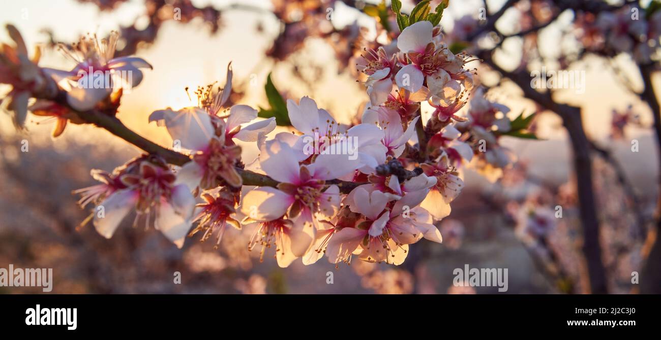 Panoramic header or banner with blooming pink almond trees in morning ...