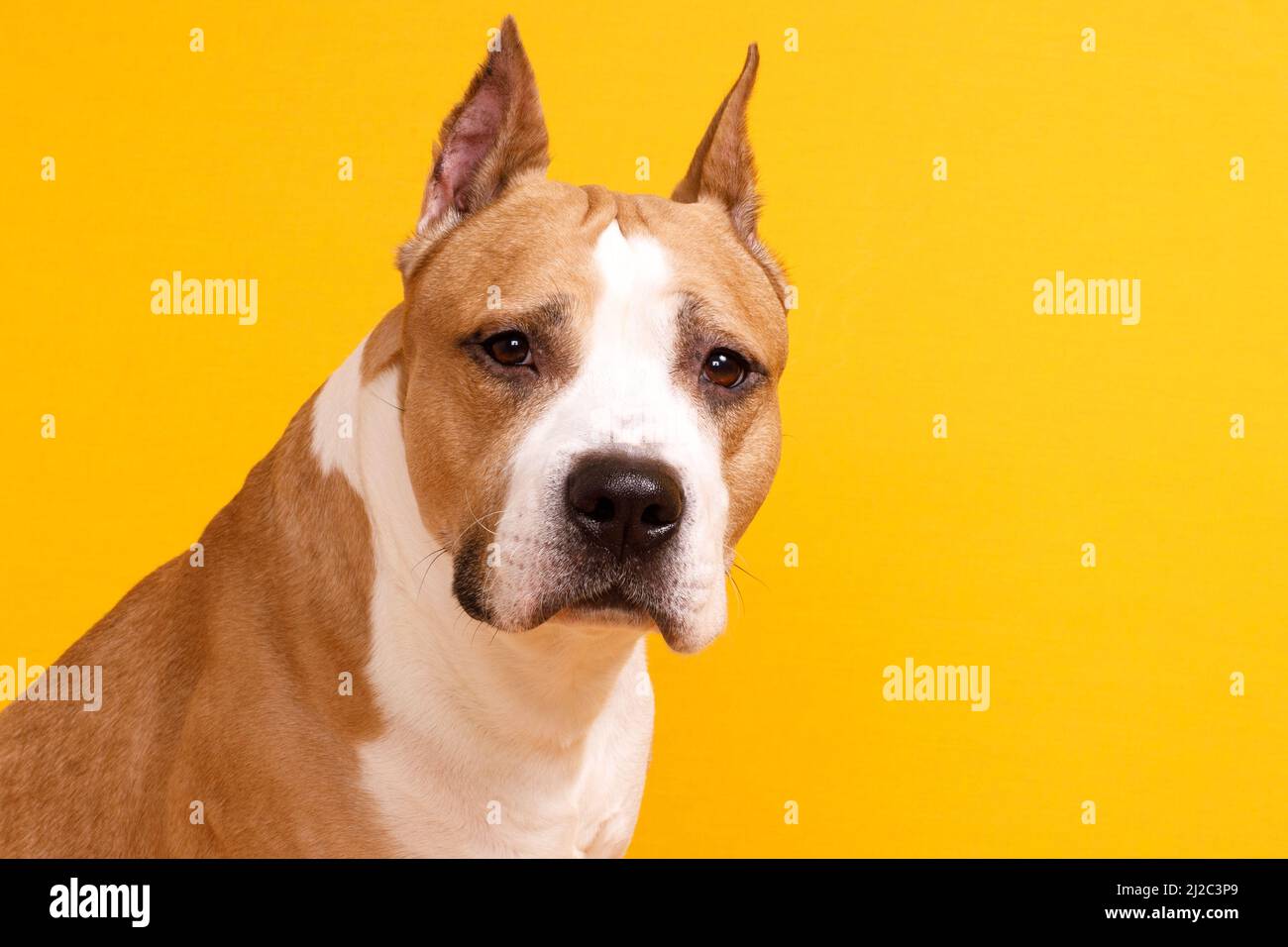 dog breed American Staffordshire Terrier looks on a yellow background ...