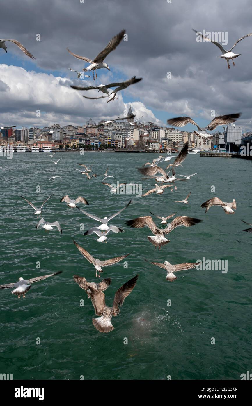 Seagulls of Istanbul, Turkey Stock Photo - Alamy