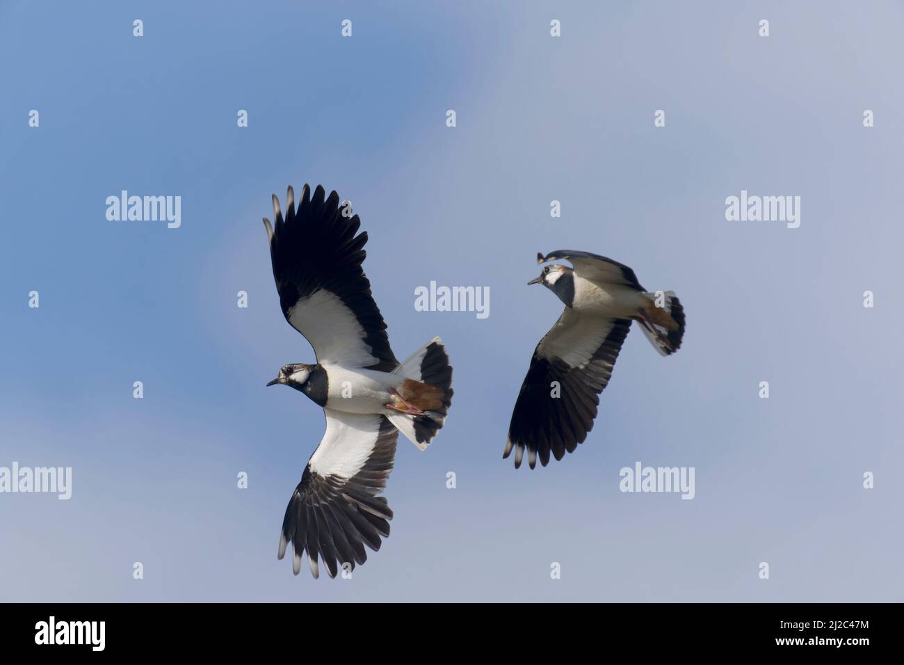 Northern lapwing, Vanellus vanellus, two bird in display flight, Kent ...