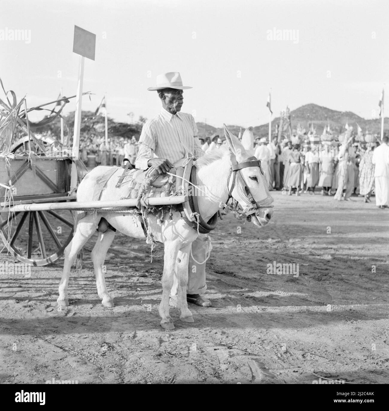 Donkey carriage at the reception by the royal couple in Barber ca: 21 ...
