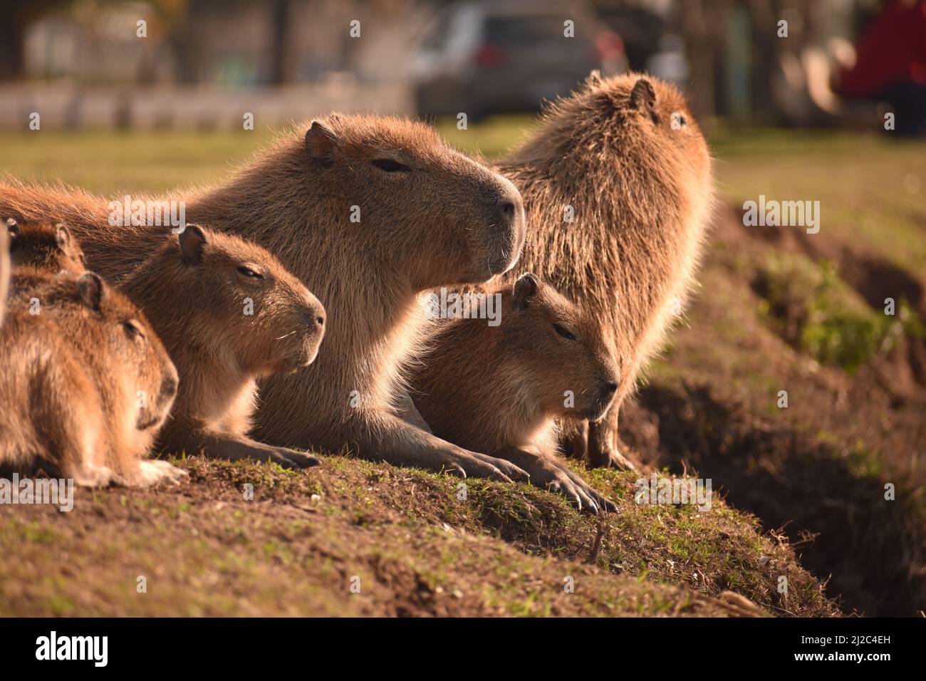 Cute capybara lying resting hi-res stock photography and images - Alamy