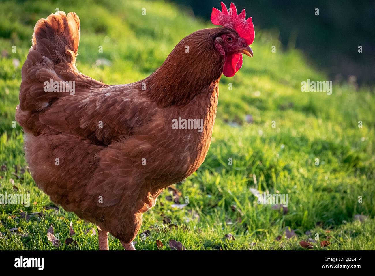 Chicken backyard hi-res stock photography and images - Alamy