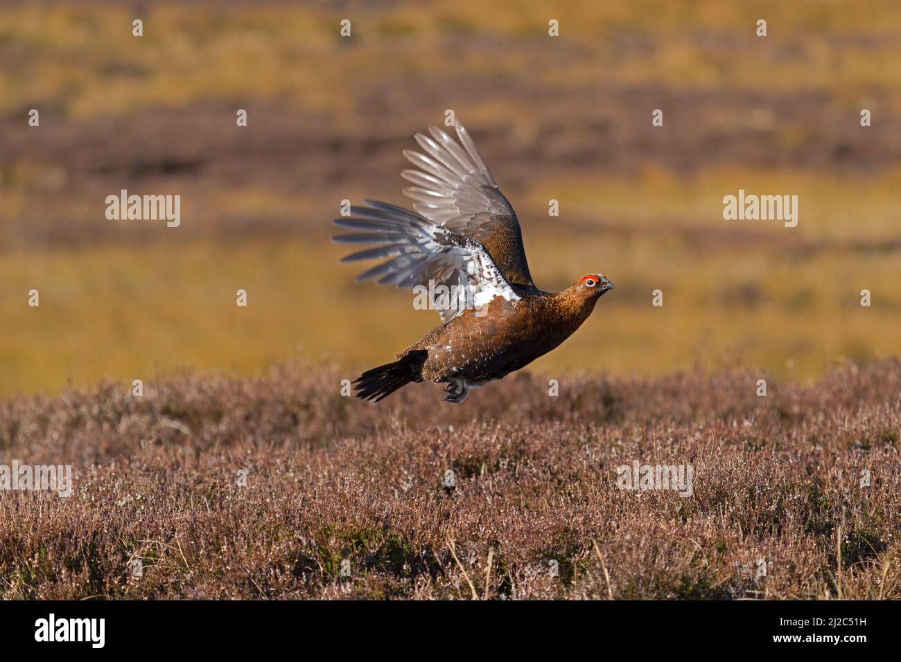 Flying red grouse hi-res stock photography and images - Alamy