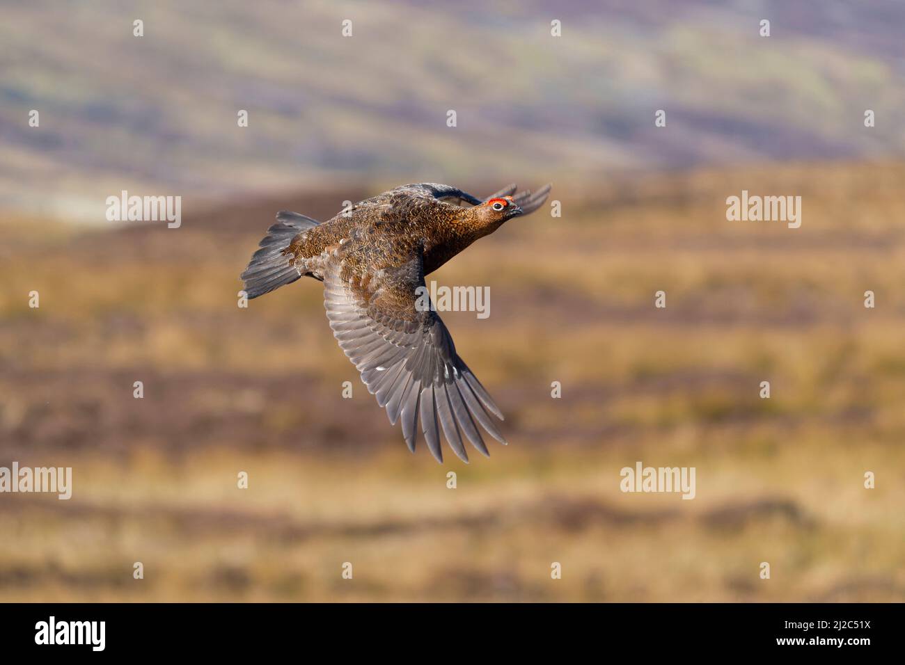 Flying red grouse hi-res stock photography and images - Alamy