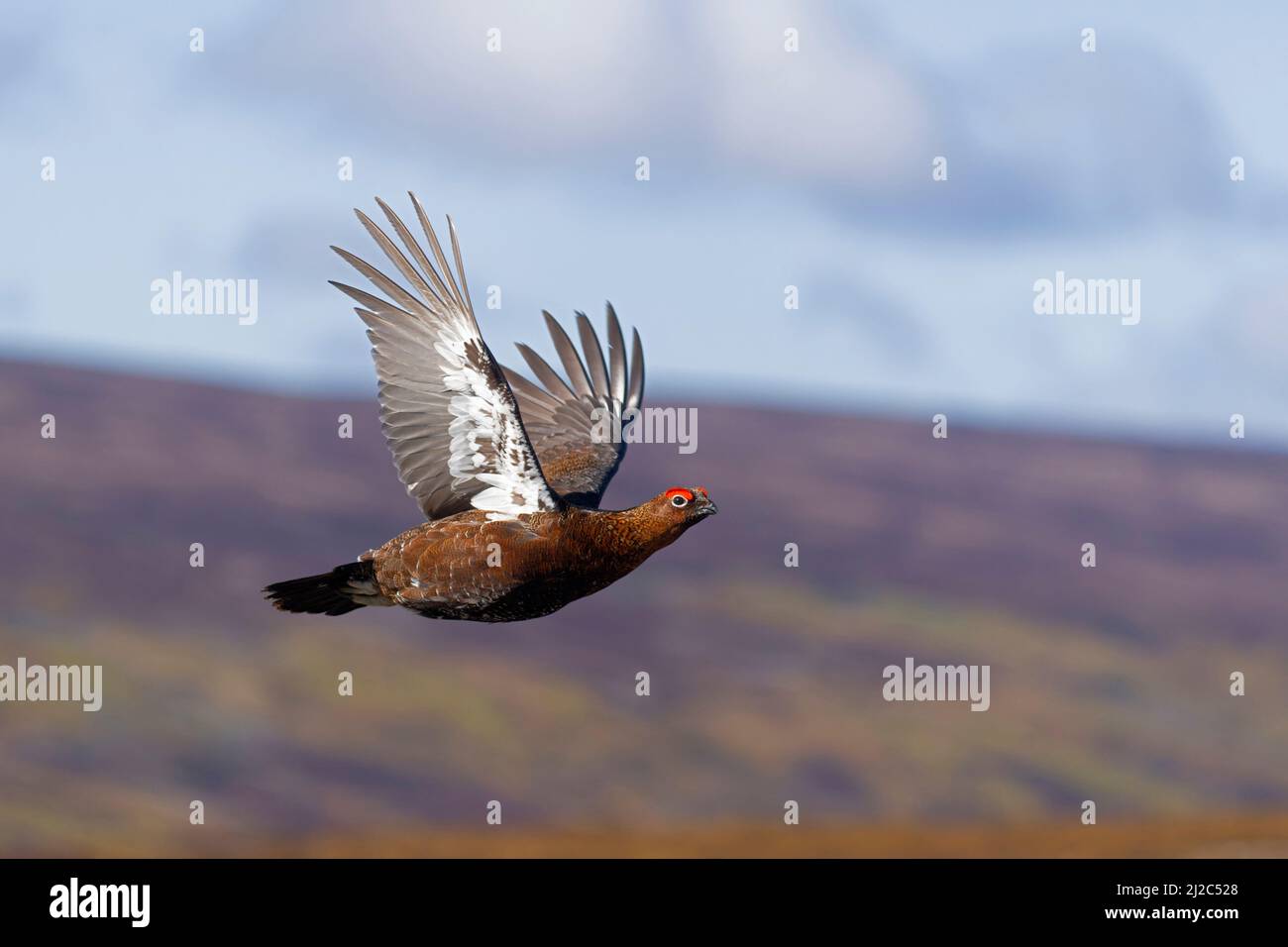 Flying red grouse hi-res stock photography and images - Alamy