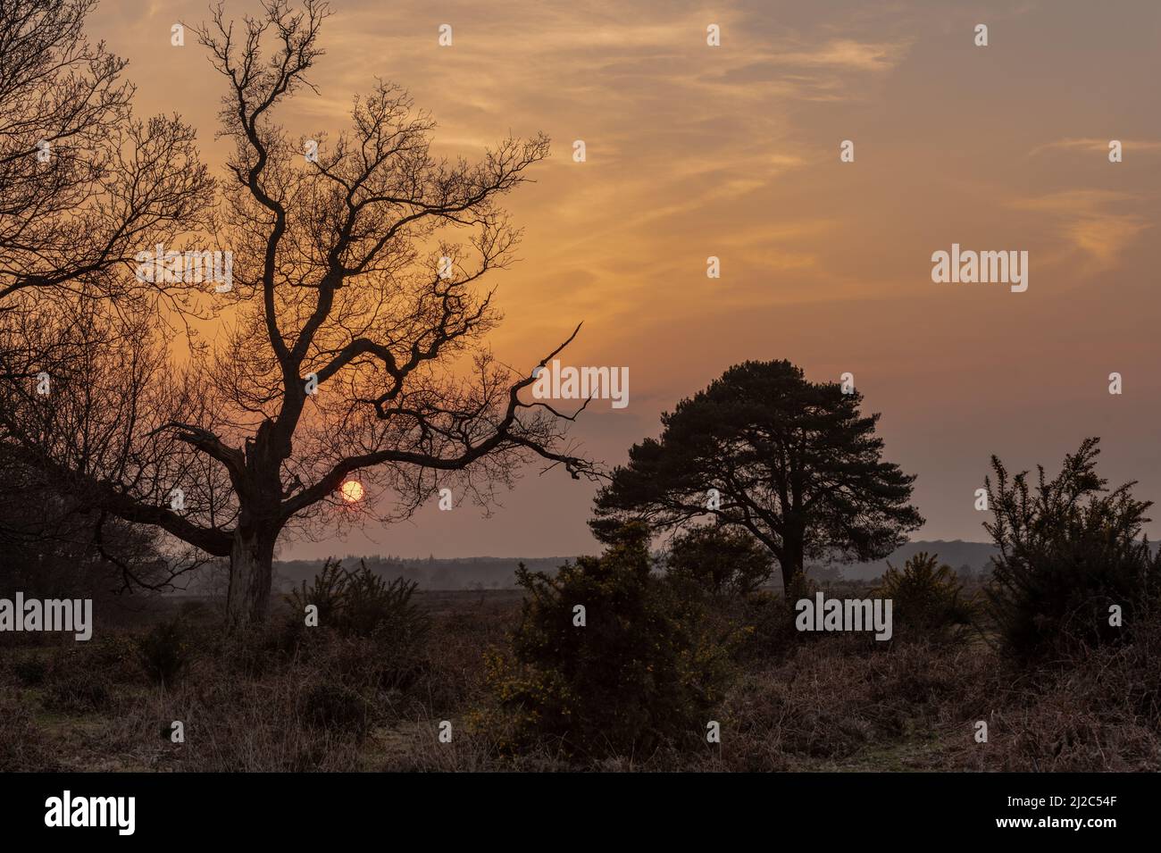 Sunset behind trees Stock Photo - Alamy
