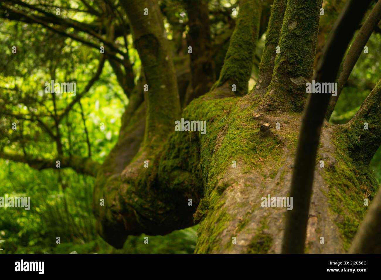 Strange tree in the forest Stock Photo - Alamy
