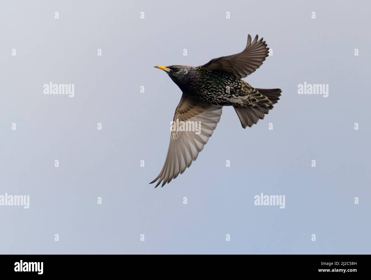 Starling, Sturnus vulgaris, single bird in flight, Kent, March 2022 ...