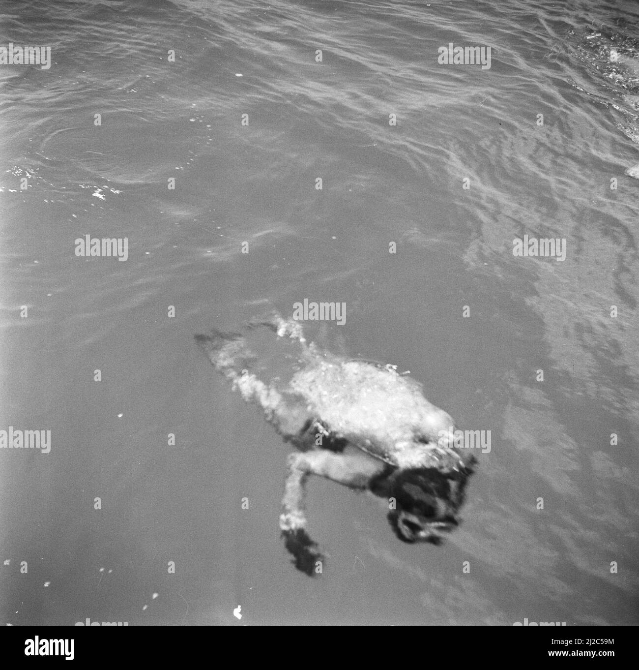 1950s diver hi-res stock photography and images - Alamy