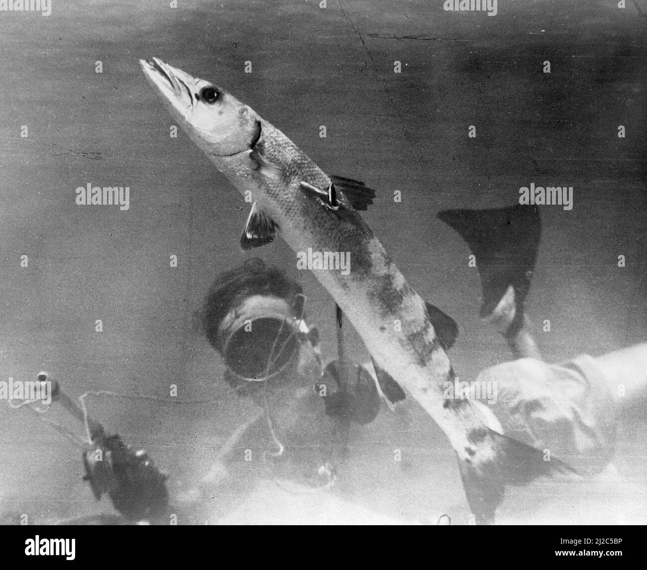 A diver with a fish in the Fuikbaai ca. October 1955 Stock Photo - Alamy